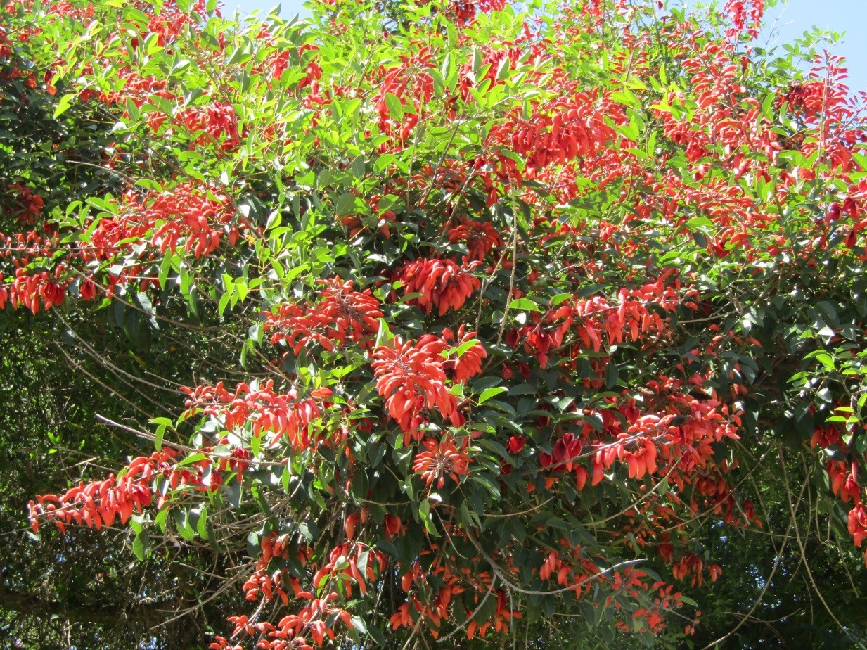 El ceibo, la flor que nació entre las cenizas - revistaalmas.com